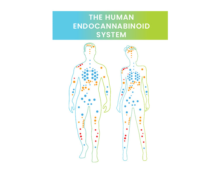 The Human Endocannabinoid System | Oscity Labs
